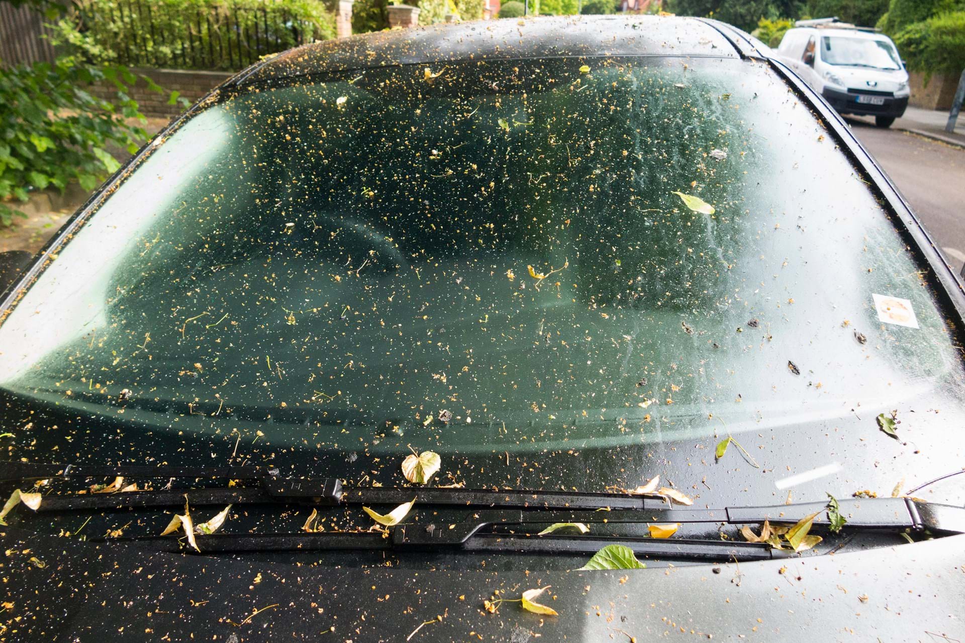 Motorists are urged to shun quick-fix hacks for tree-sap removal, as ...
