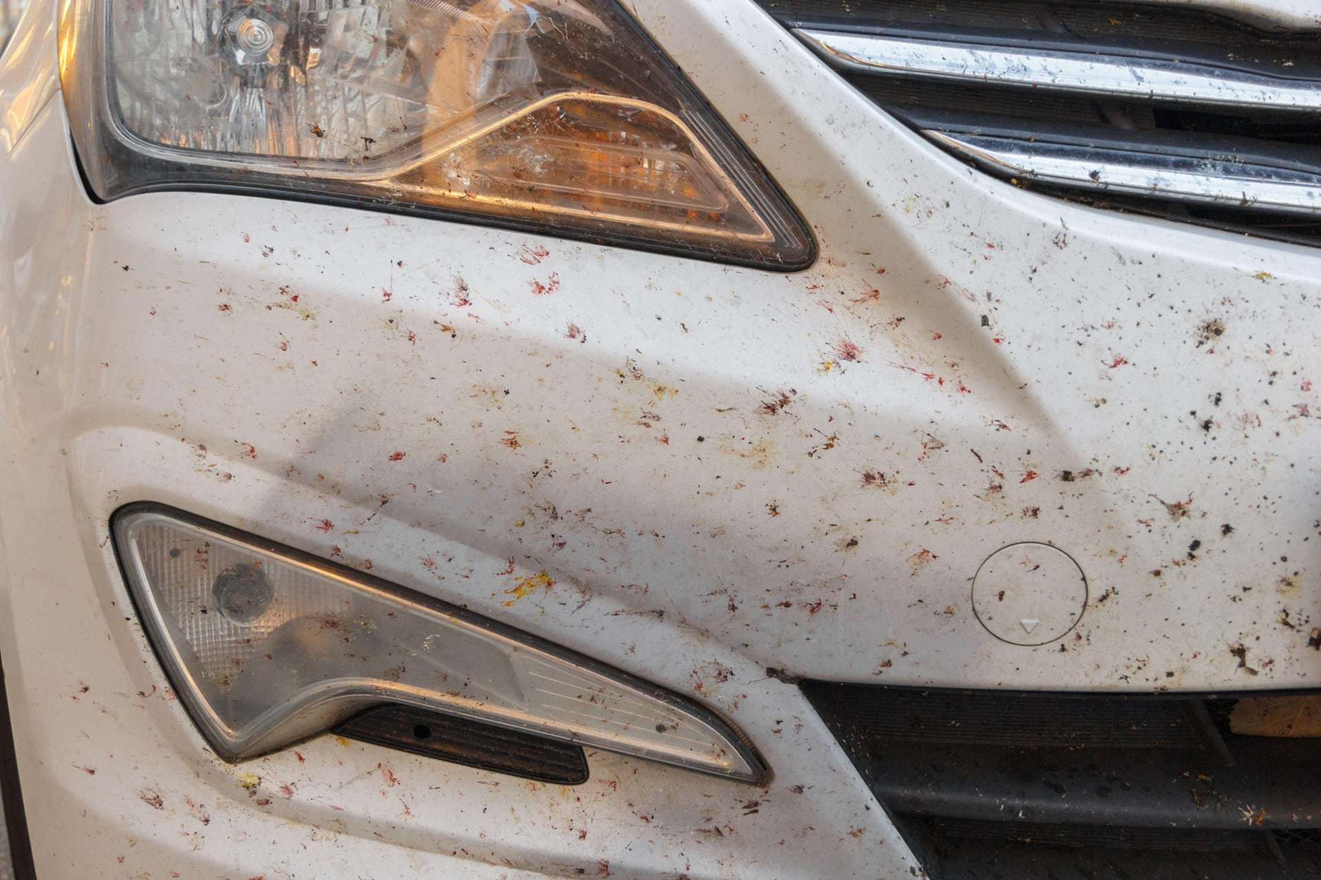 Autoglym warns of ‘bug-splat etching’, as a wet start to summer boosts ...